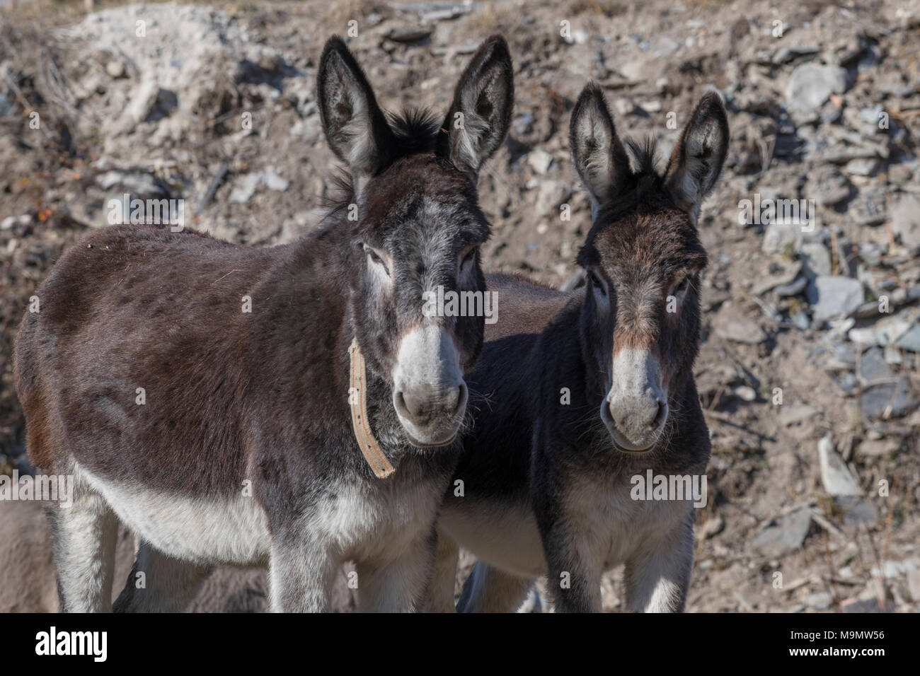 Two donkey (Equus asinus asinus), Valle Maira, Piemonte, Italy Stock ...