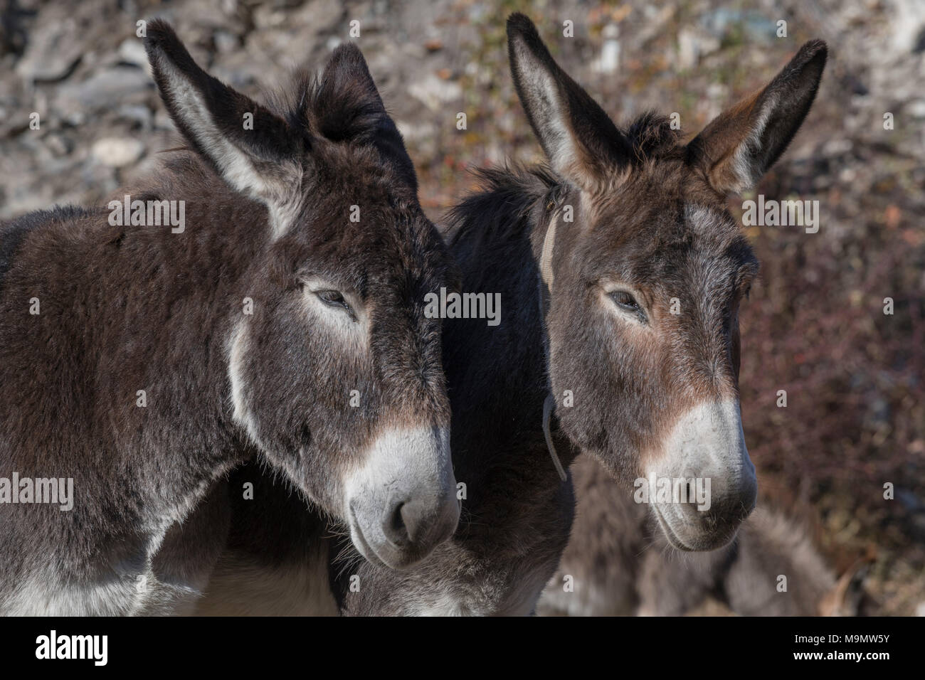 Two donkey (Equus asinus asinus), Portrait, Valle Maira, Piemonte ...