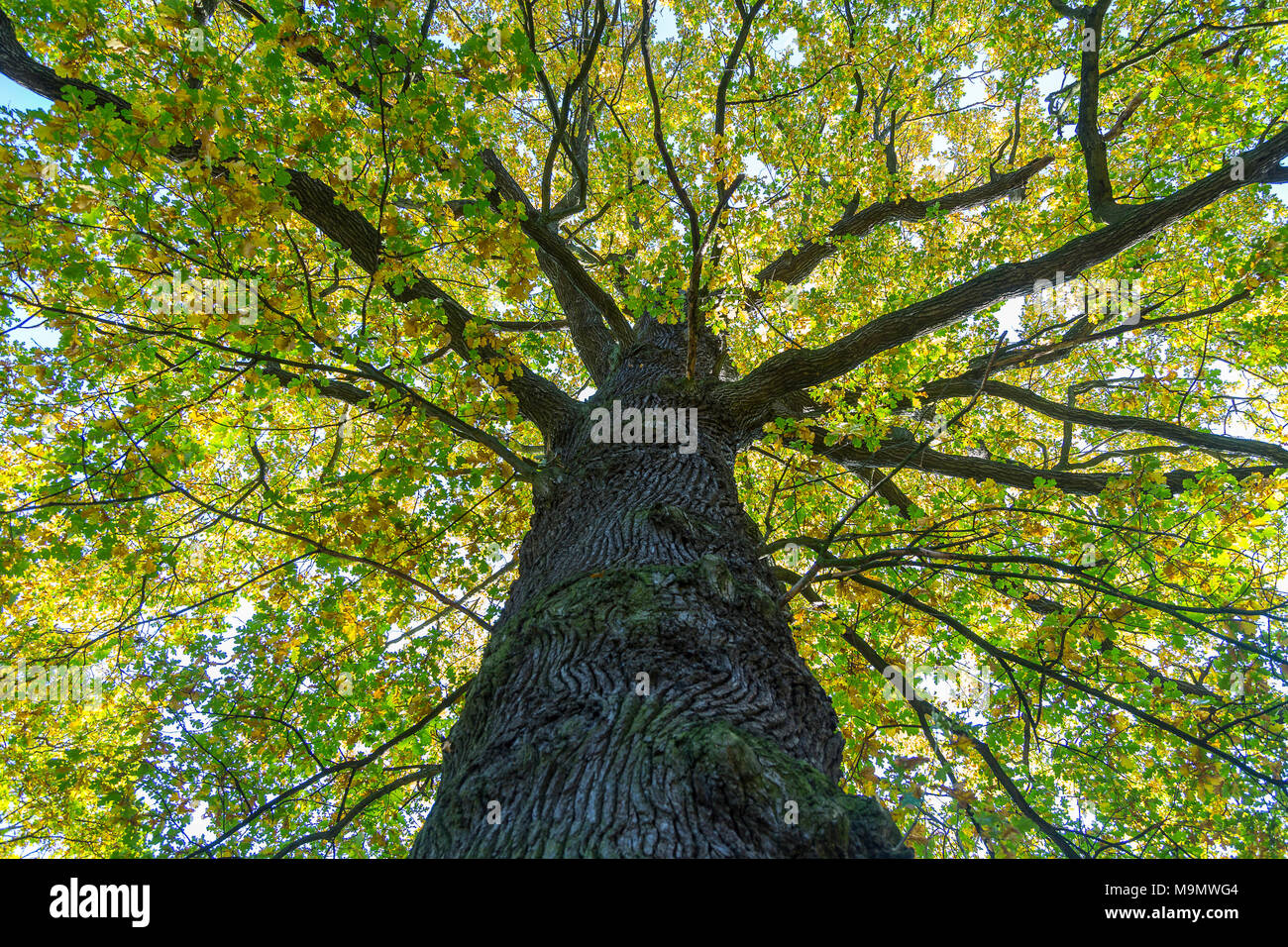 Tree trunk of a Oak (Quercus), Frog's perspective, Germany Stock Photo ...