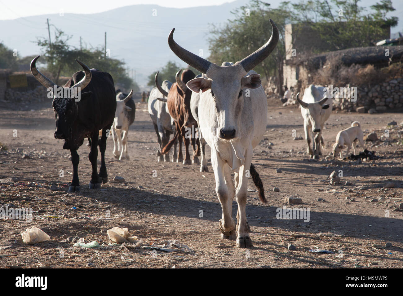 Ethiopian cows hi-res stock photography and images - Alamy