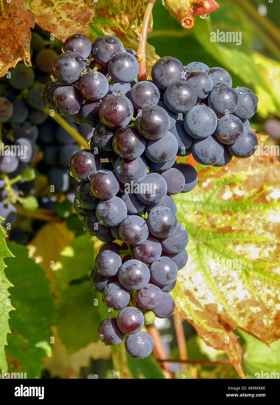 Europeisk vinranka hi-res stock photography and images - Alamy