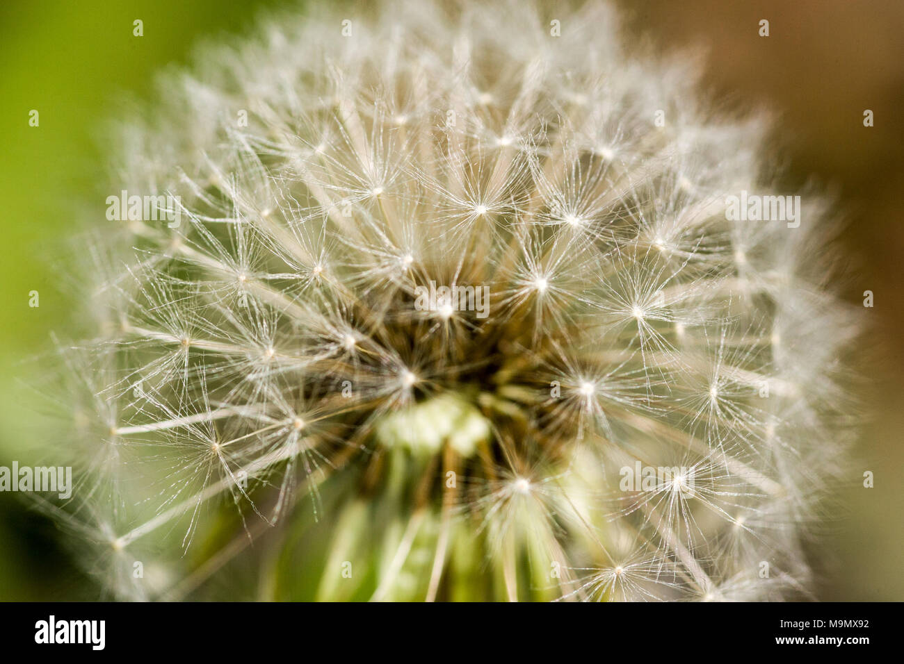 Dandelion, Maskros (Taraxacum officinale Stock Photo - Alamy