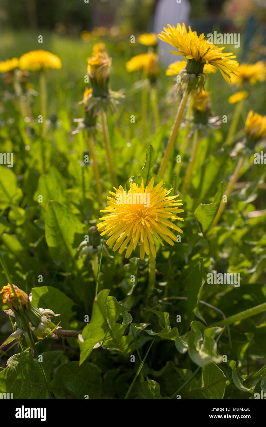 Retroflexum hi-res stock photography and images - Alamy