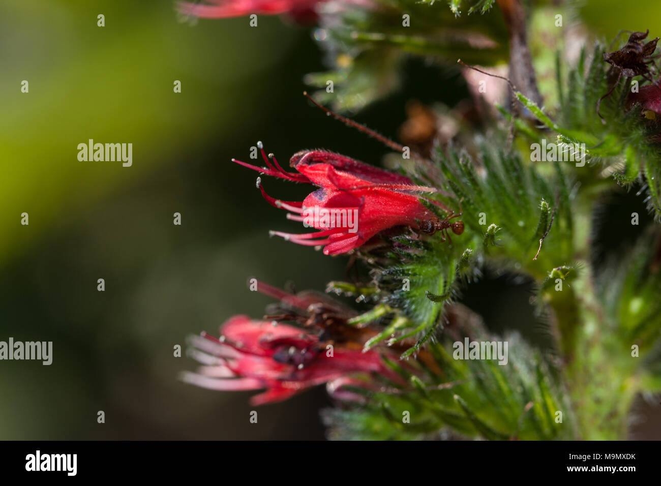 Russian Bugloss, Röd snokört (Echium russicum Stock Photo - Alamy