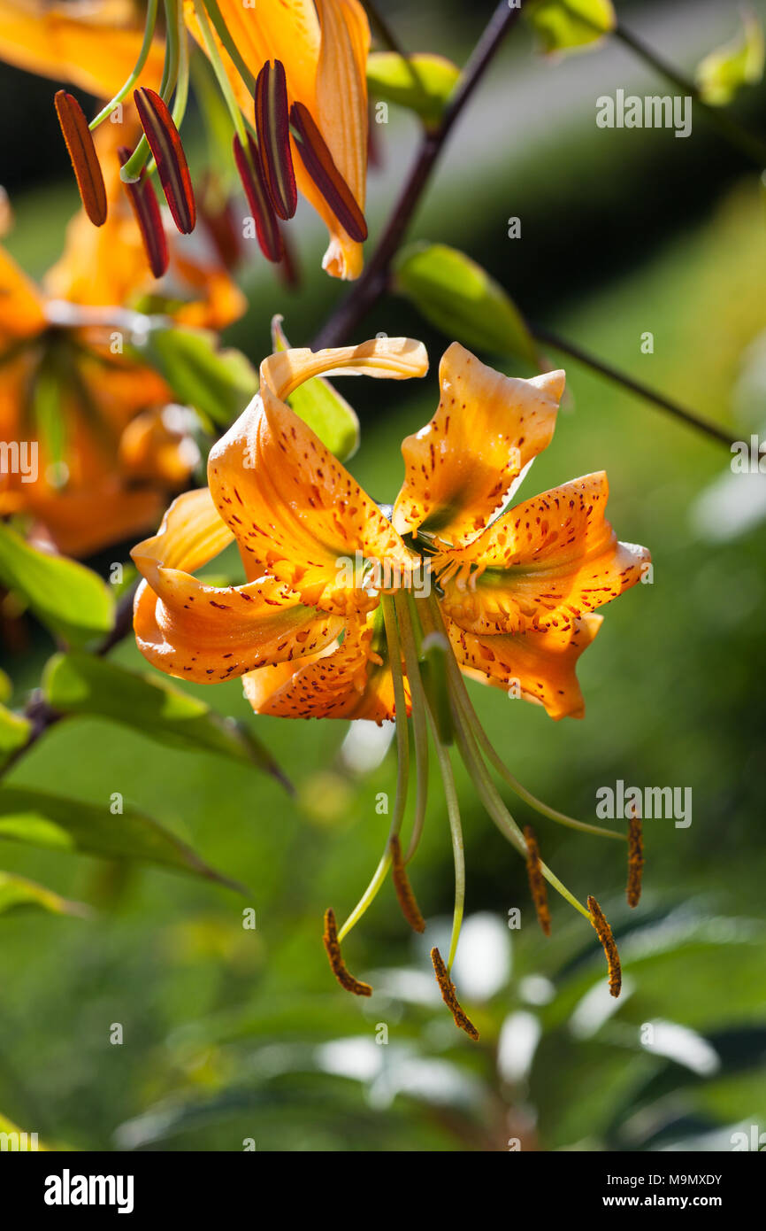 Lilium henryi hi-res stock photography and images - Alamy
