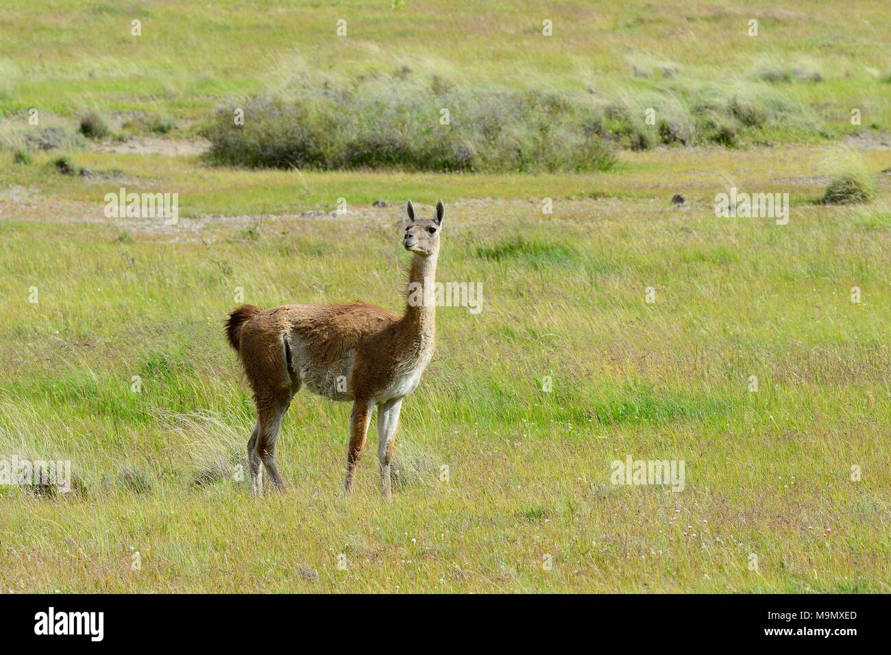 Llama chile hi-res stock photography and images - Alamy