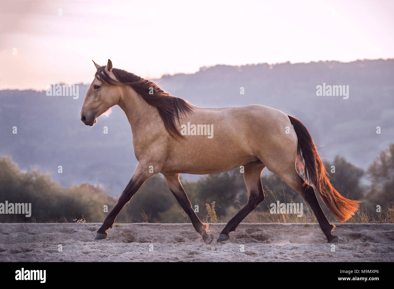Andalusian horse spanish walk hi-res stock photography and images - Alamy