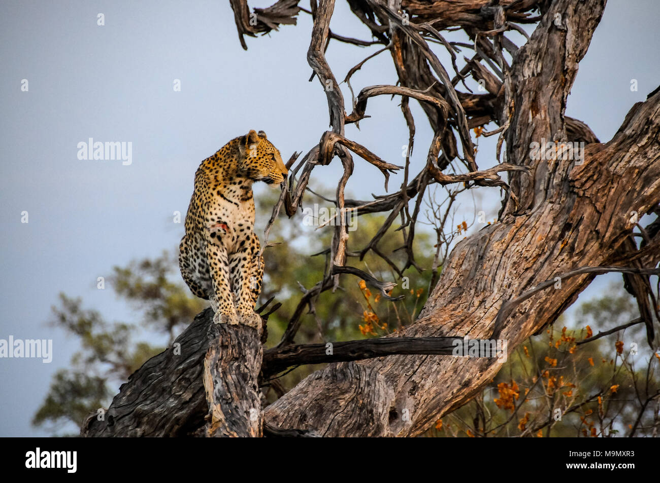 Young leopard posing on a branch in Chobe N.P. in Botswana Stock Photo ...