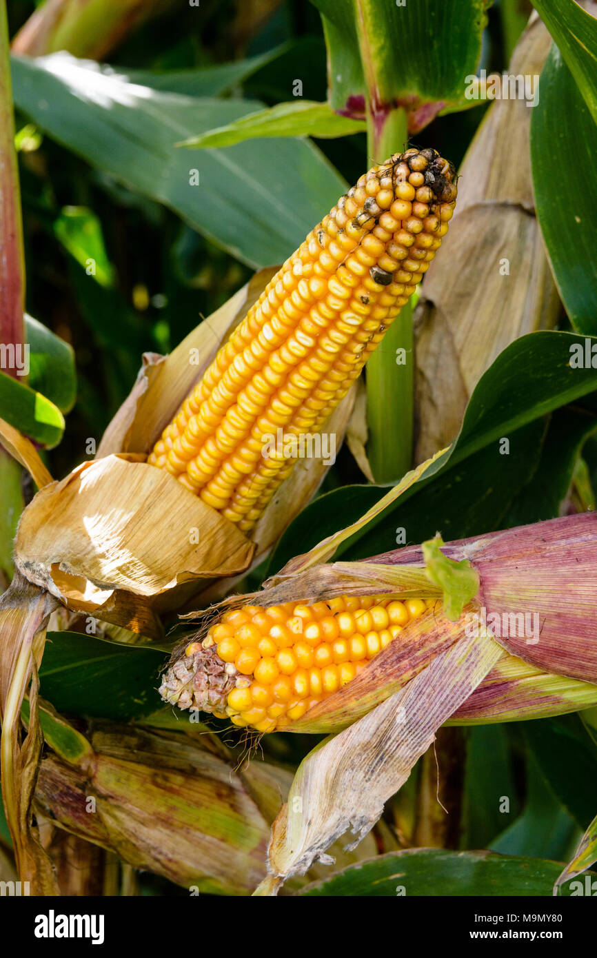Open ripe corn cobs in a field with visible yellow grains and dry husks ...