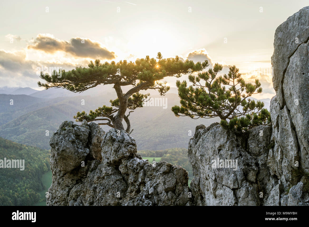 European black pine hi-res stock photography and images - Alamy