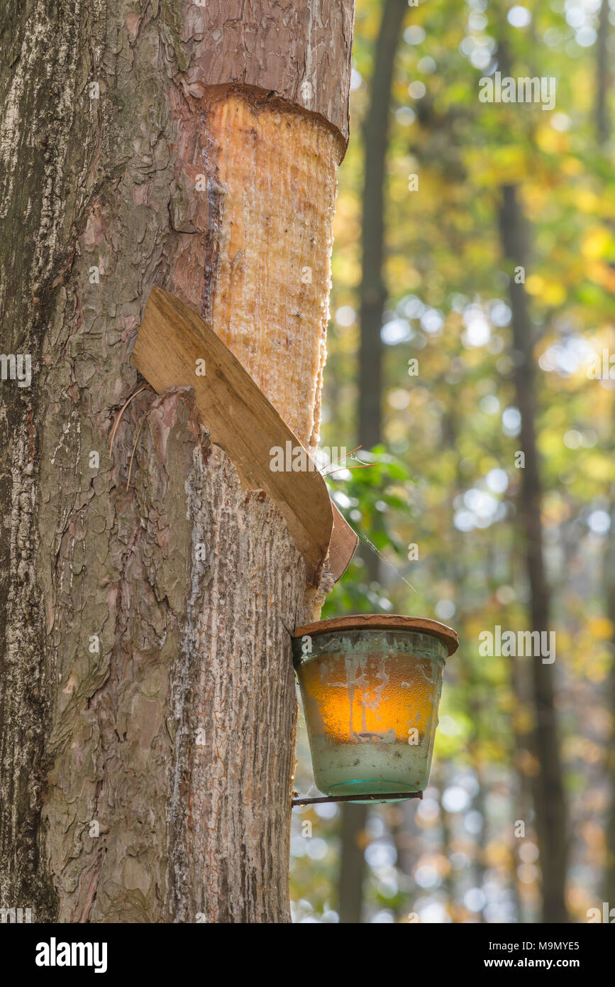Peeled bark on a tree trunk with container for collecting resin, pitch ...