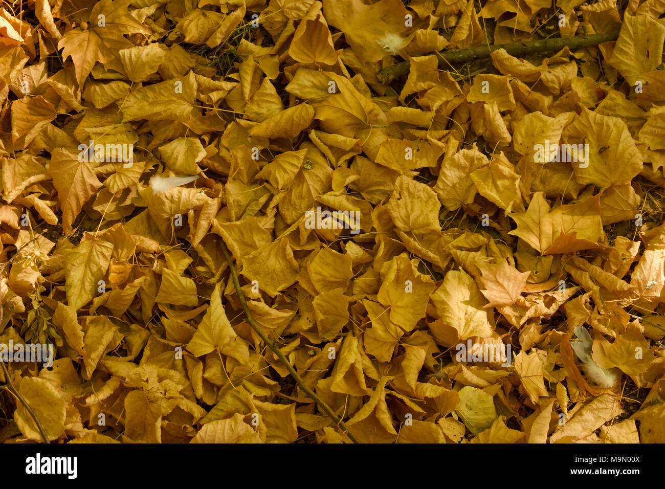 Covering of fallen autumn leaves with single dropped bird's feather, in ...