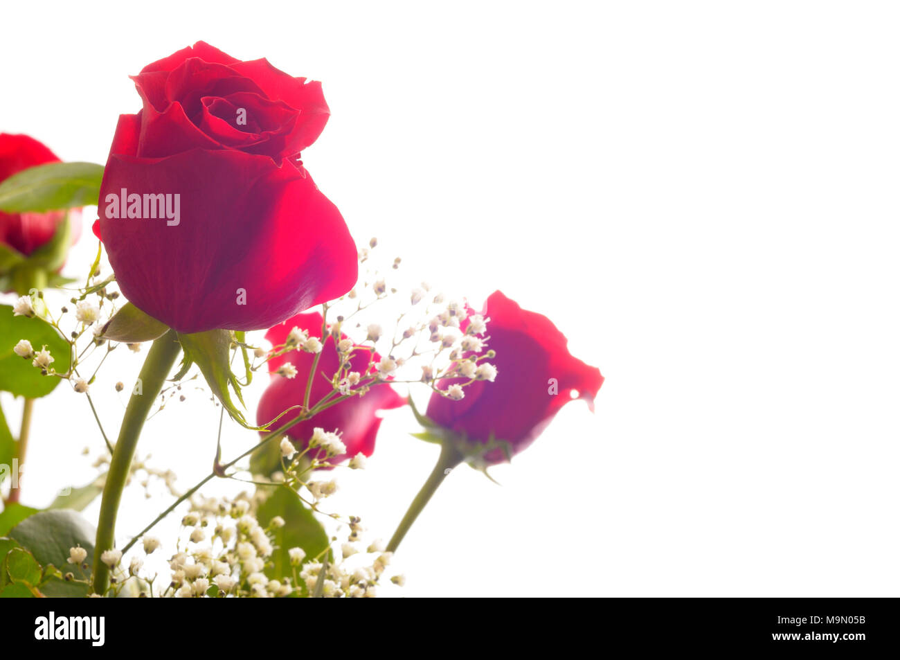 Red rose and gypsophila hi-res stock photography and images - Alamy