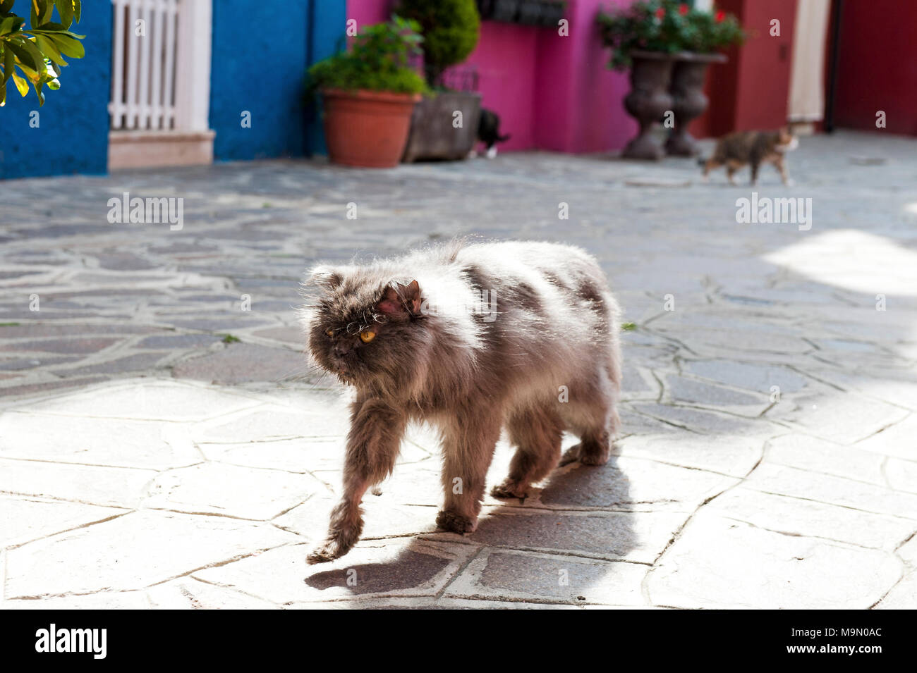 Strange cat hi-res stock photography and images - Alamy