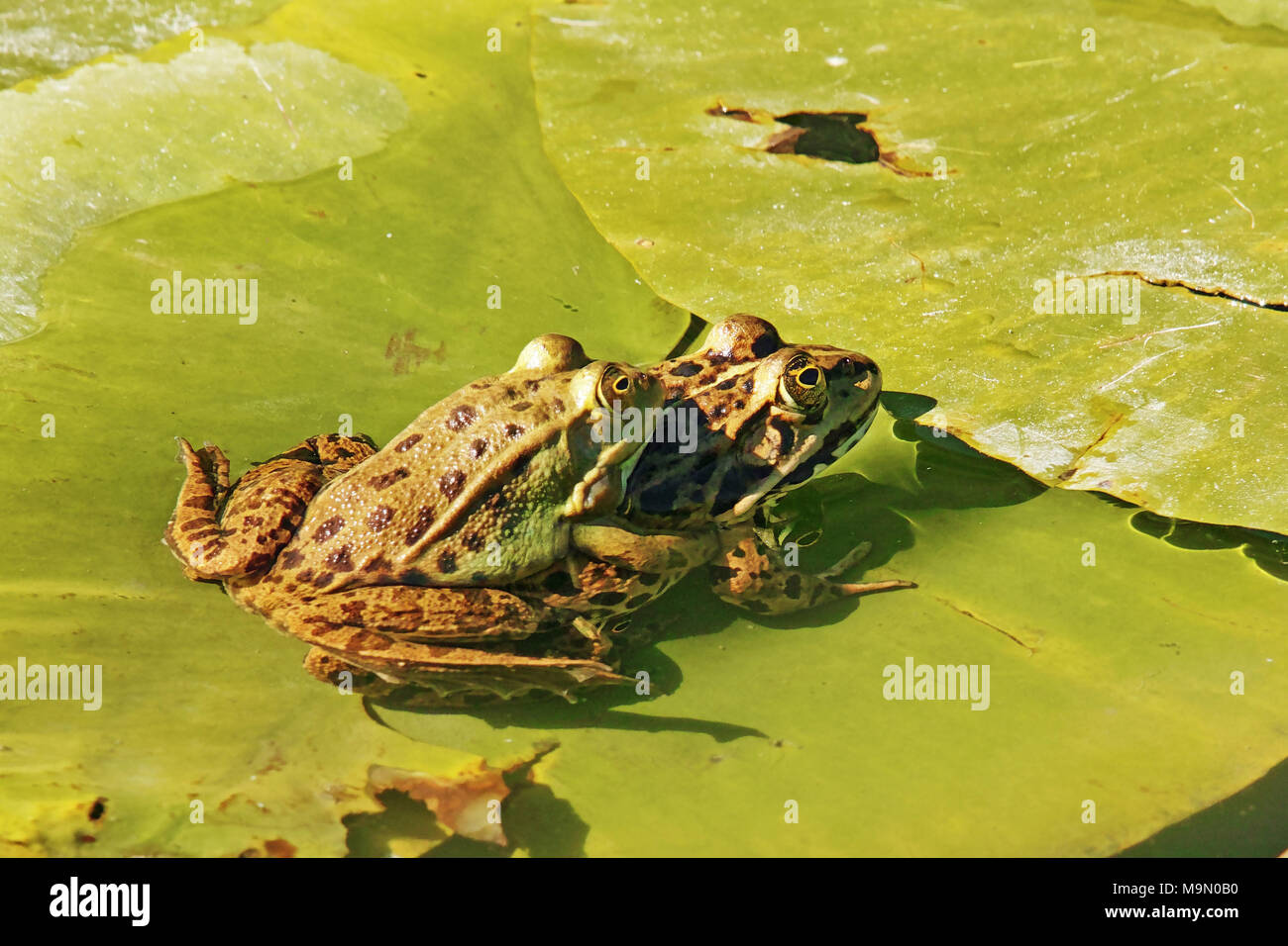 common european frogs in coupling on a nymphaea Stock Photo - Alamy