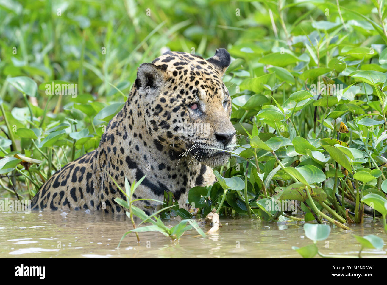 Jaguar (Panthera onca) hunting in water for cayman, Pantanal, Mato ...