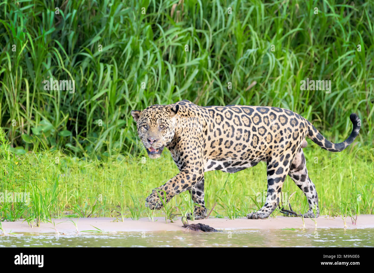 Jaguar Walking Towards Camera