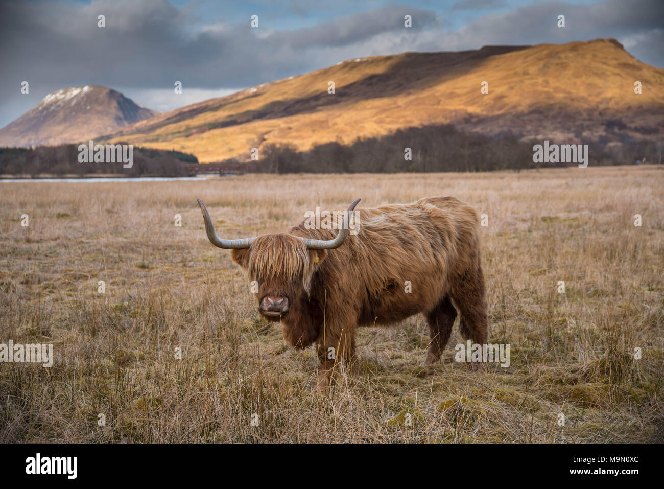 Highland cattle scotland hi-res stock photography and images - Alamy