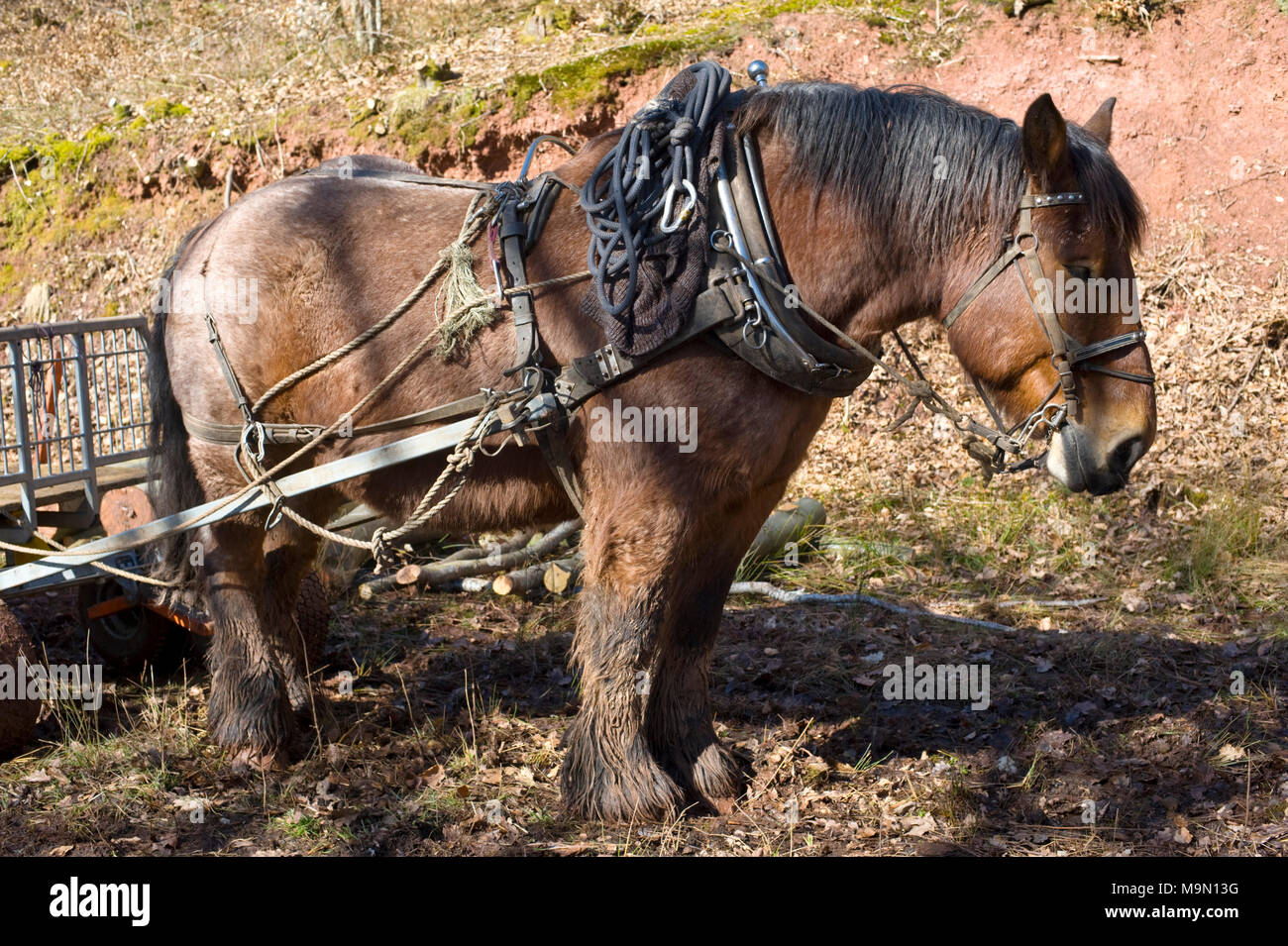 Horse pull log hi-res stock photography and images - Alamy