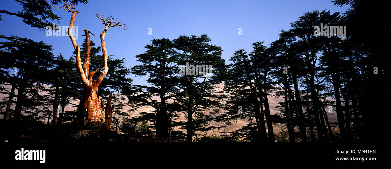 Cypress of lebanon hi-res stock photography and images - Alamy