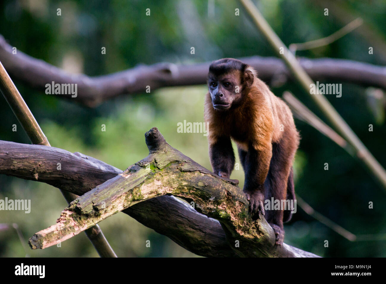 Brown capuchin sits on a branch Stock Photo - Alamy