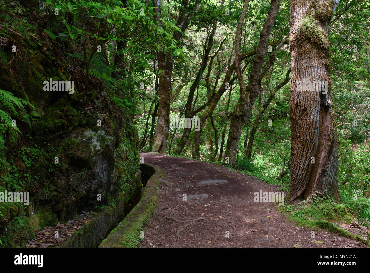 Levada walk, near empty irrigation system. Madeira island, Portugal ...
