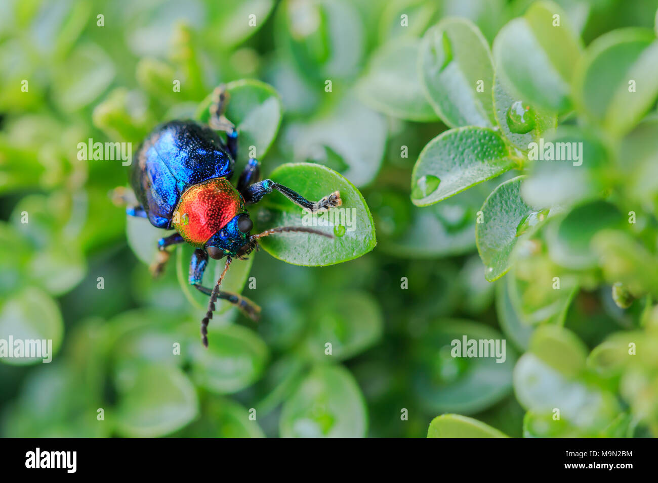 Water drop on beetle hi-res stock photography and images - Alamy