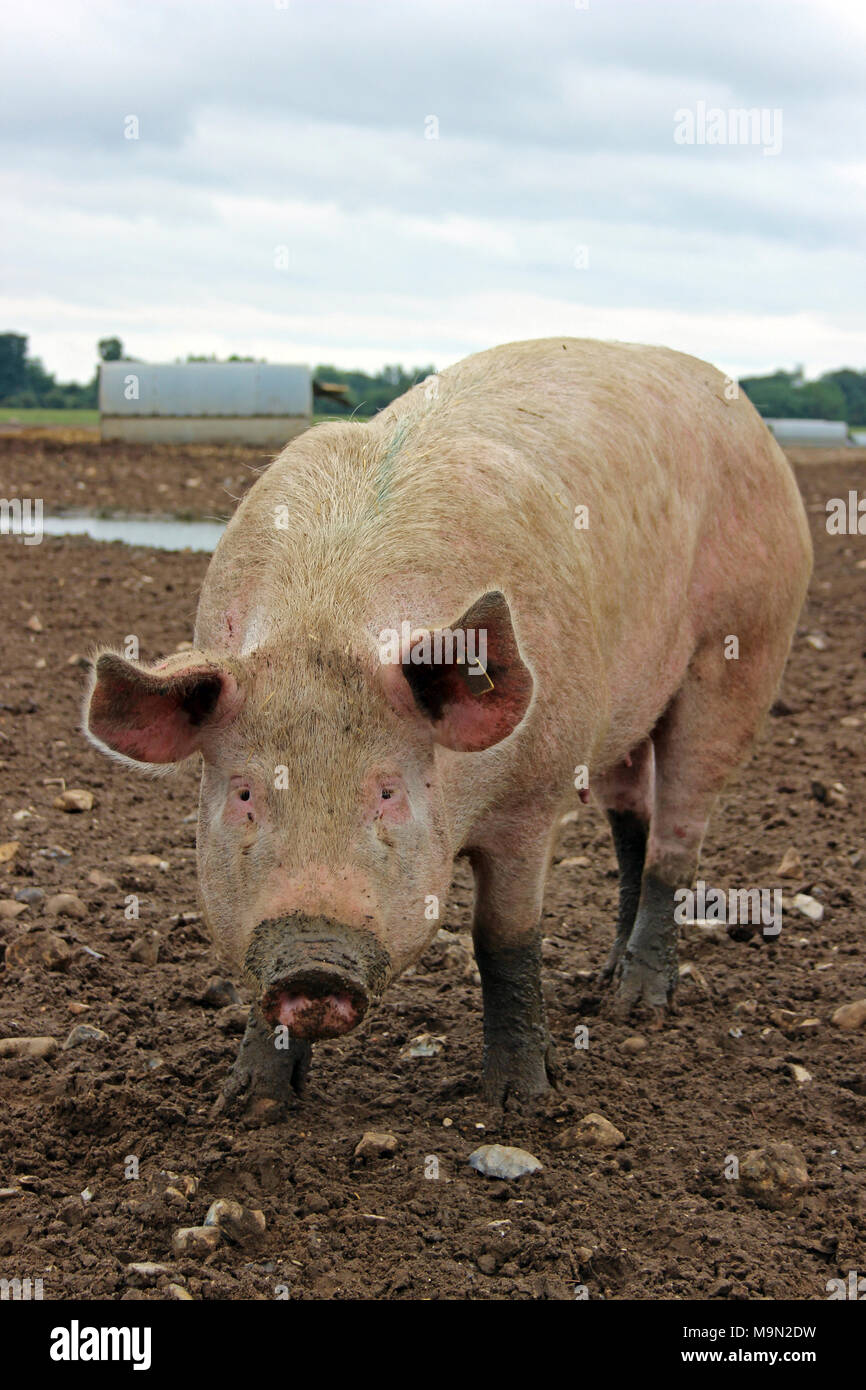 Free range pig farming hi-res stock photography and images - Alamy