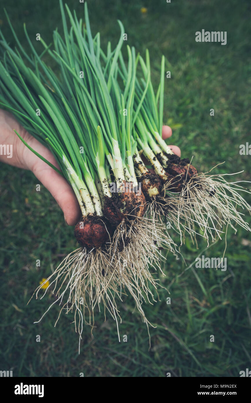 Hand holding fresh spring onions with roots just pulled out from ground ...