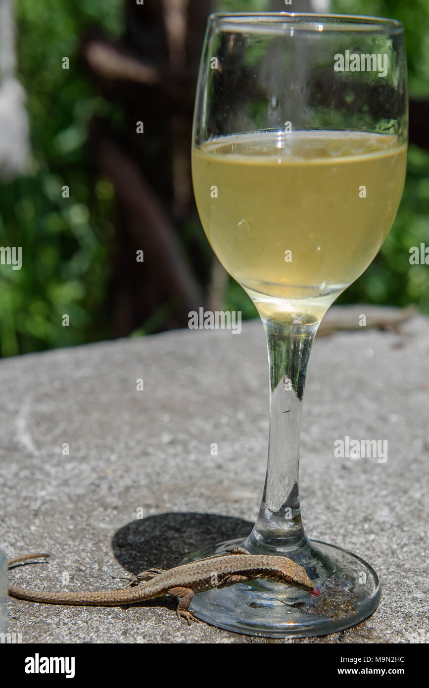 Lizard near glass of poncha (traditional alcoholic drink of Madeira ...