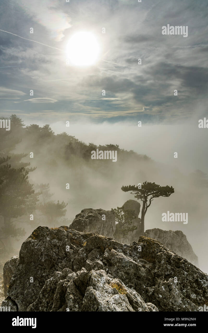European black pine hi-res stock photography and images - Alamy