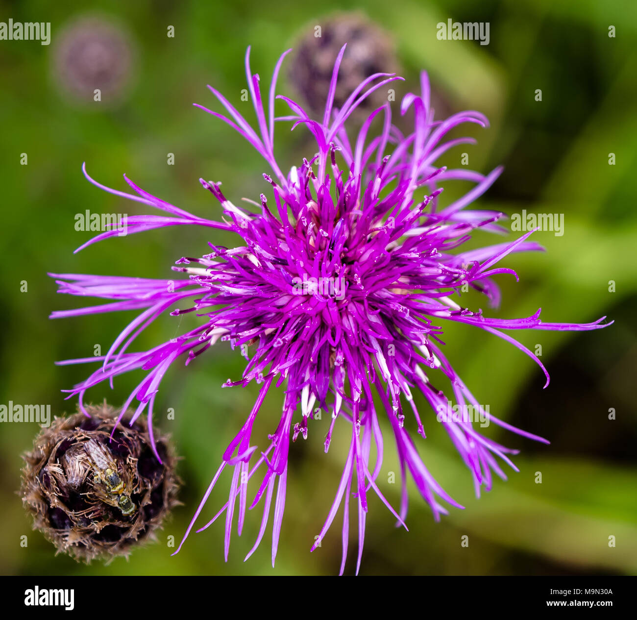 Macro of one purple mountain cornflower isolated with natural ...