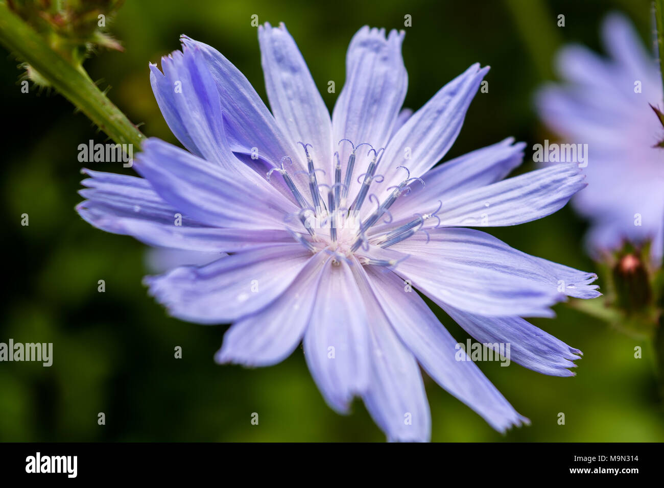 Chicory flower hi-res stock photography and images - Alamy