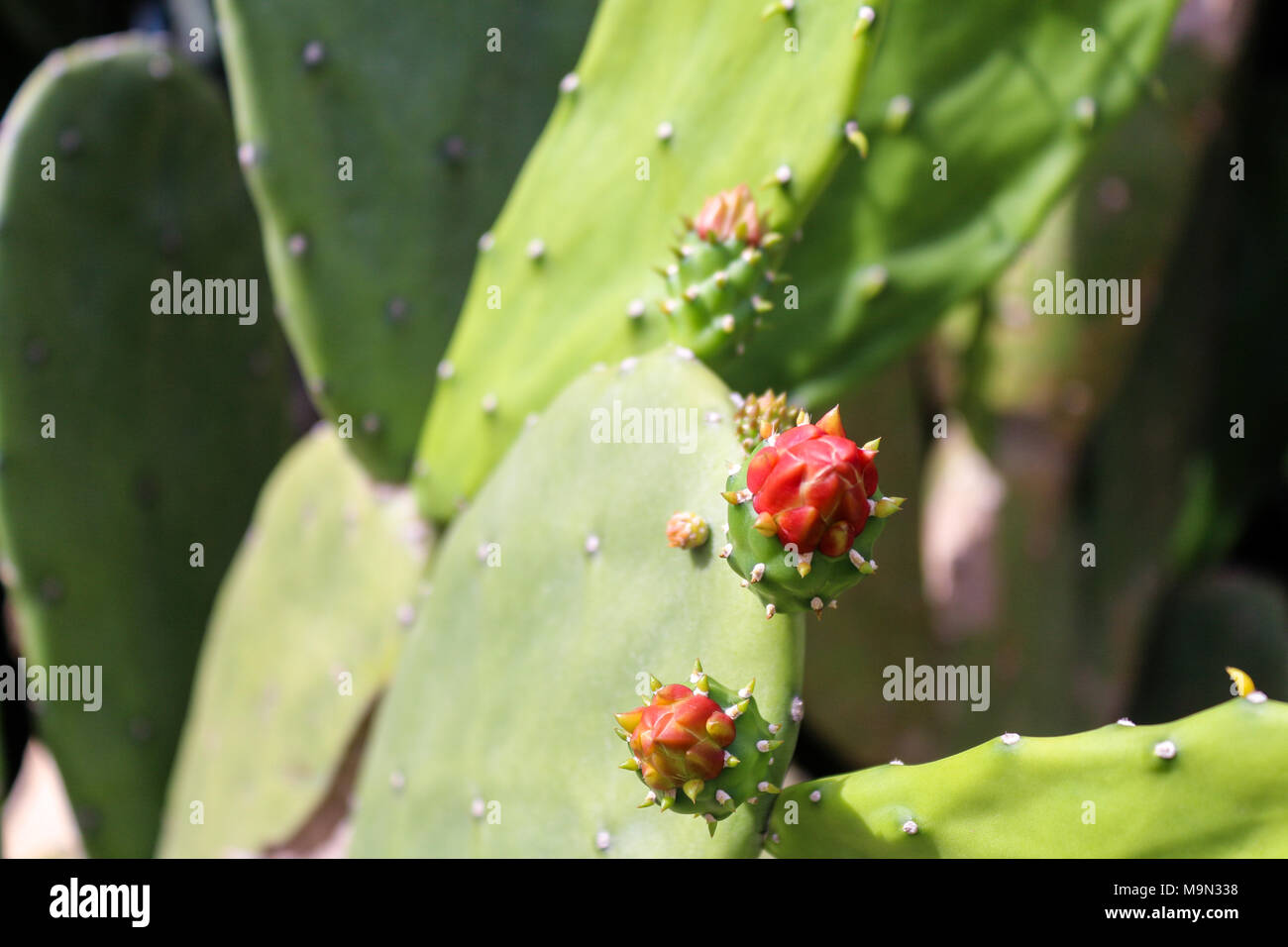 Cactus buds hi-res stock photography and images - Alamy