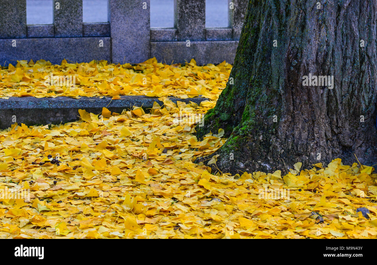 Old ginkgo trees yellow hi-res stock photography and images - Alamy