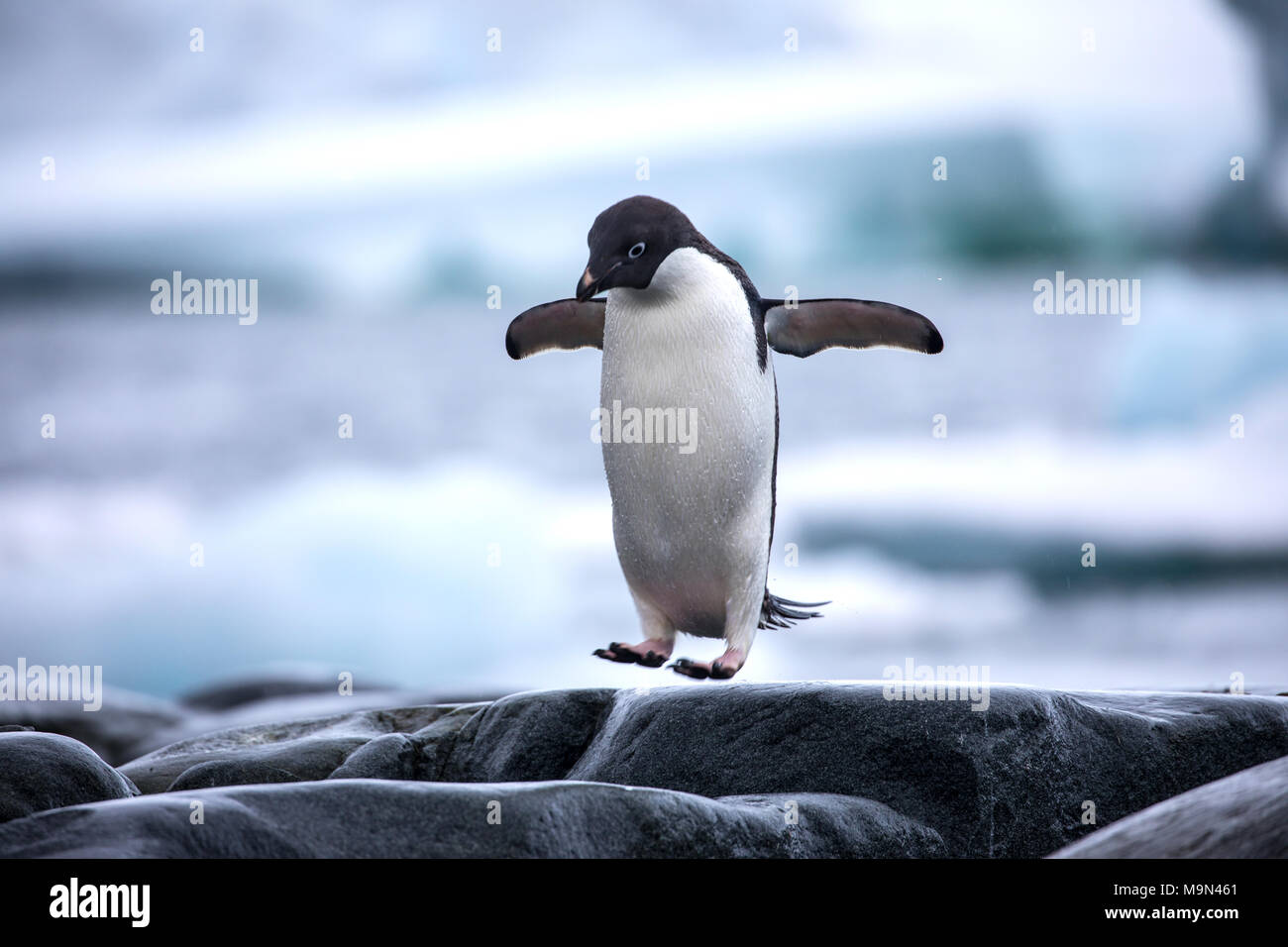 Penguin Jumping