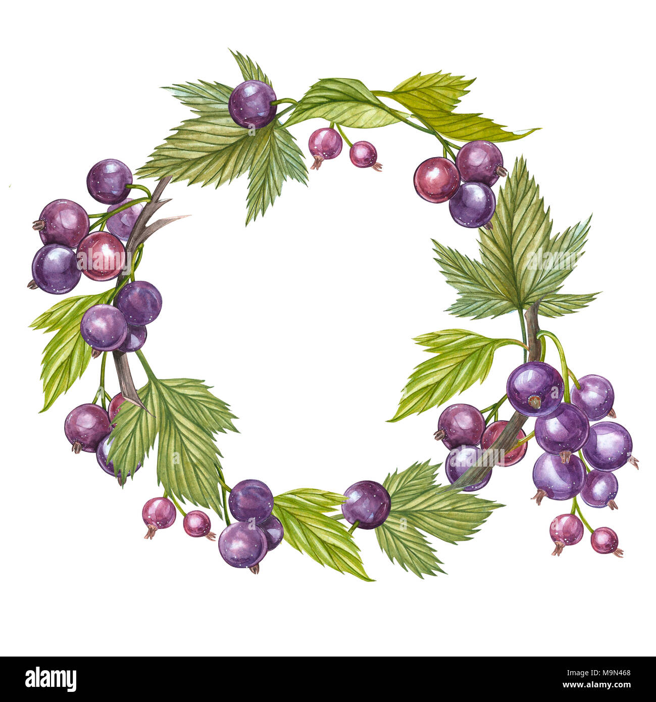 Hand-drawn watercolor wreath of flowers of Black currant and leaves ...