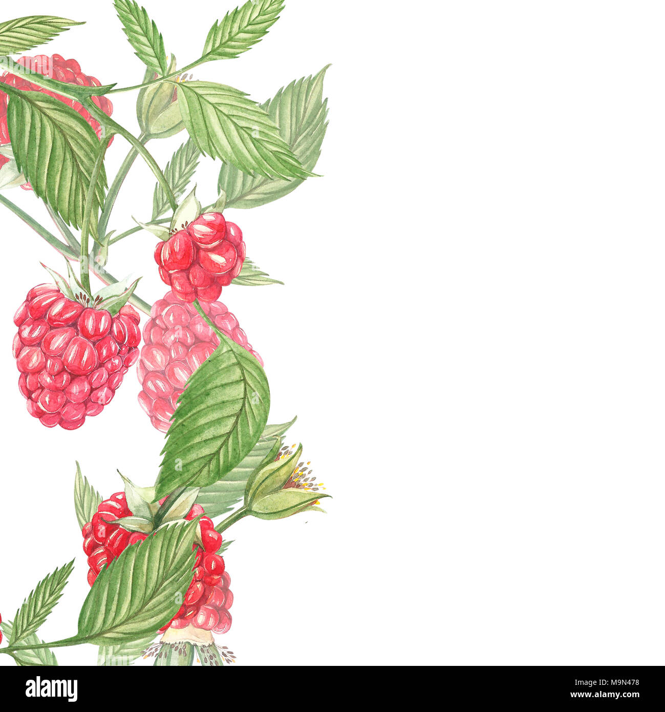 Hand drawn watercolor painting raspberry on white background. Frame ...