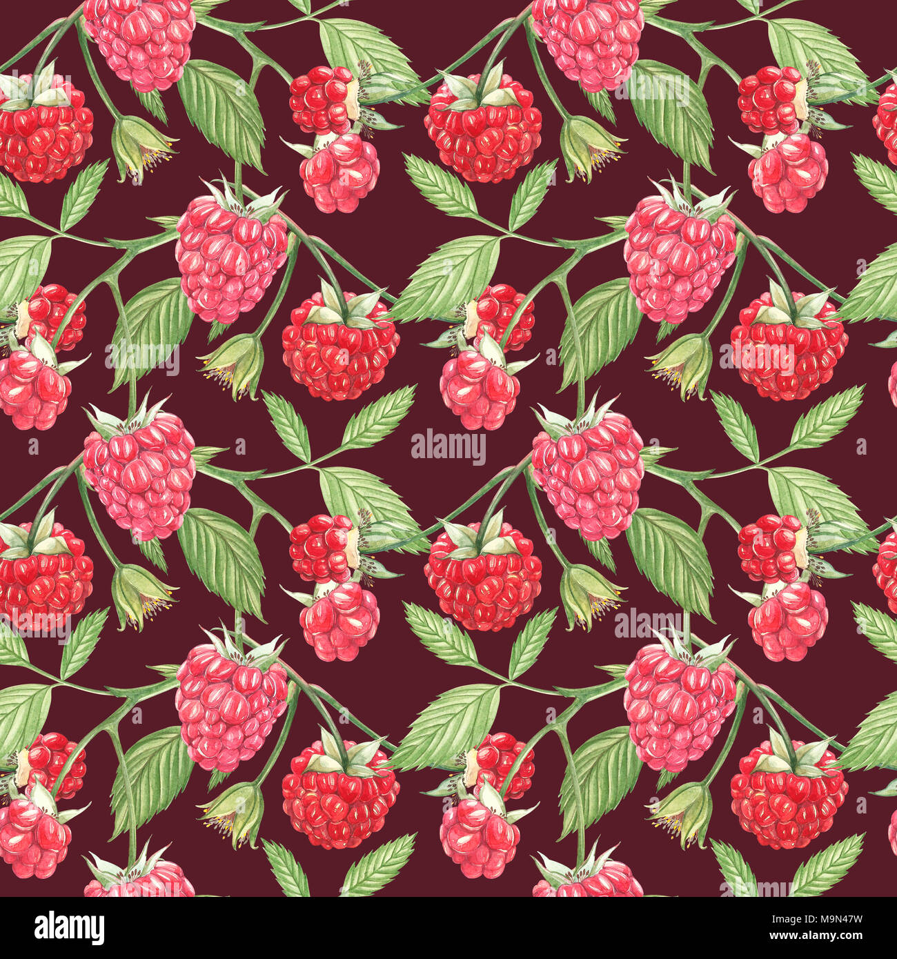 Hand drawn watercolor painting raspberry on white background. Botanical ...