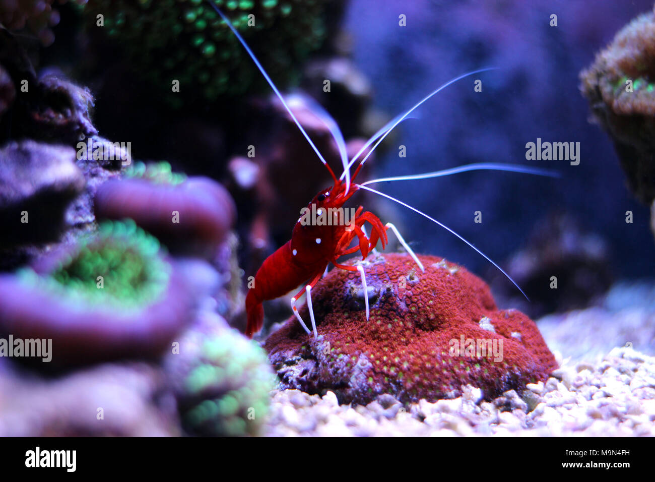 Red Fire shrimp - Lysmata Debelius Stock Photo - Alamy