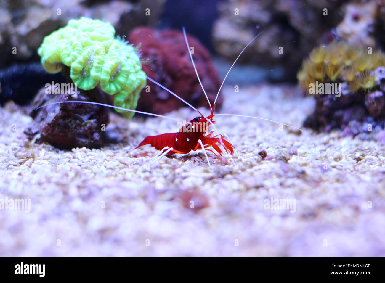 Blood red fire shrimp hi-res stock photography and images - Alamy