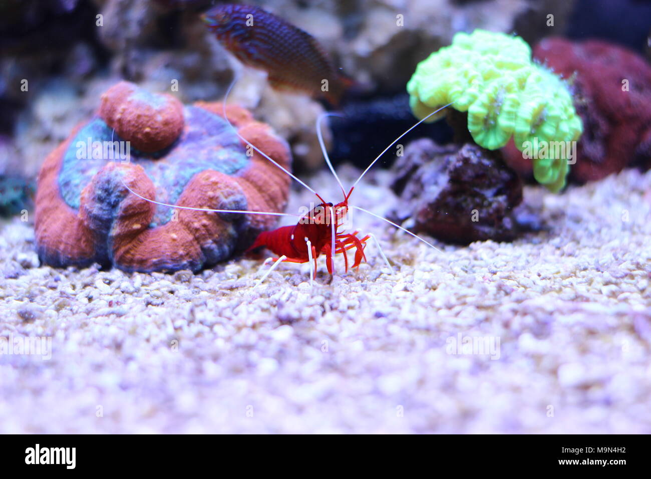 Blood red fire shrimp hi-res stock photography and images - Alamy