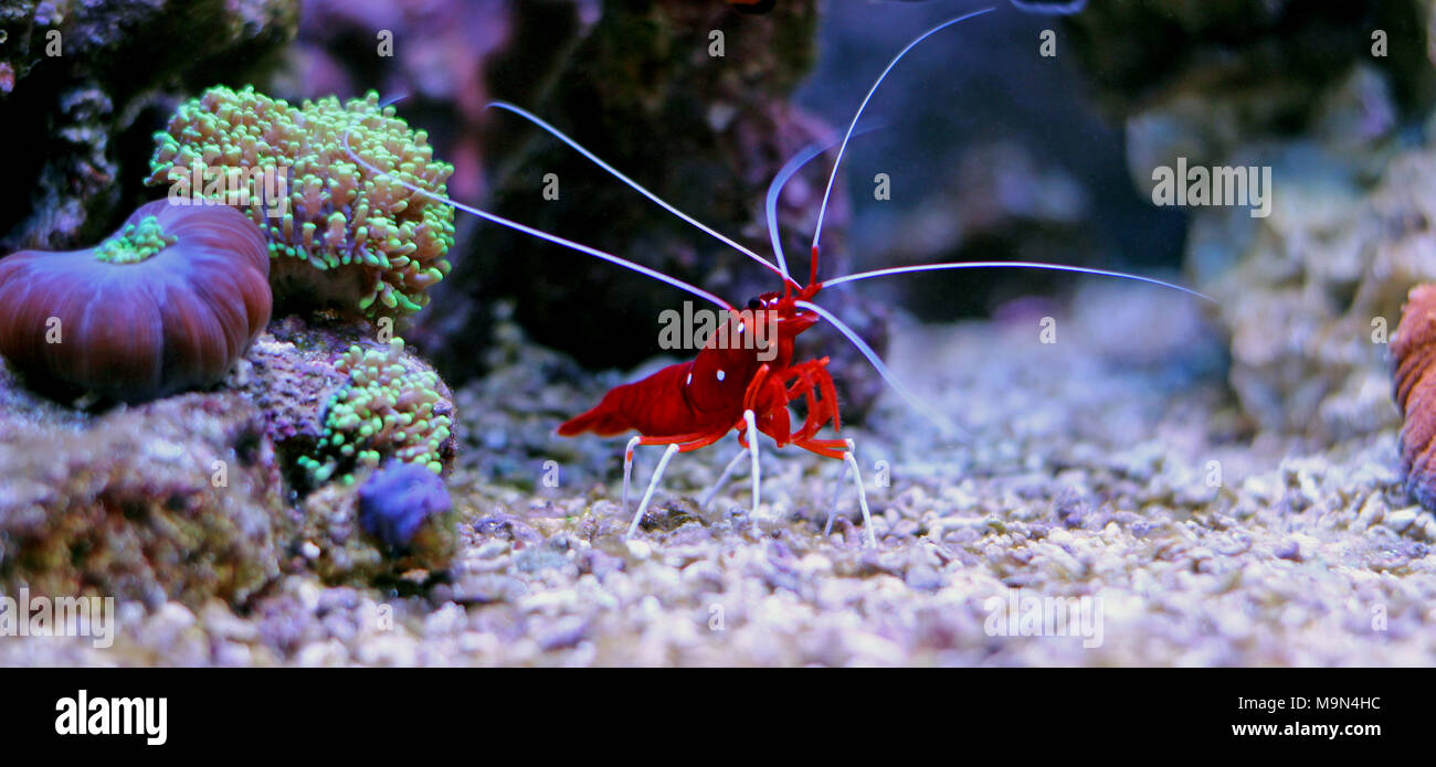 Blood red fire shrimp hi-res stock photography and images - Alamy