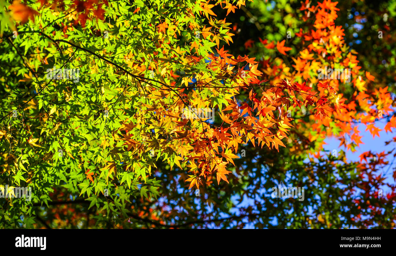 Nature background - colorful leaves under sun light at the autumn park ...