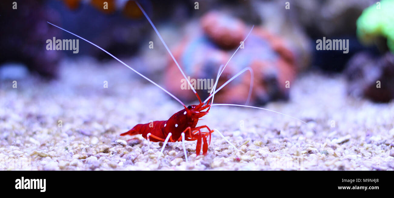 Blood red fire shrimp hi-res stock photography and images - Alamy