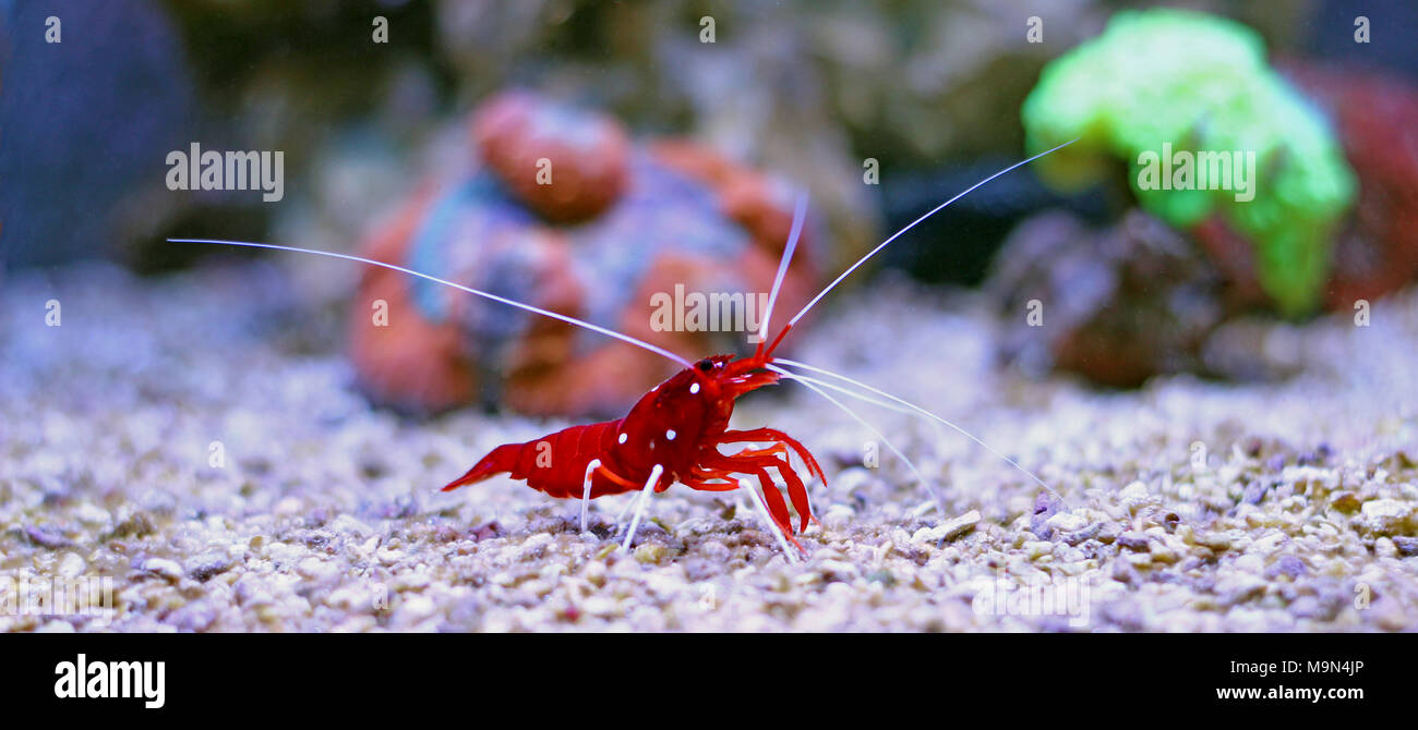 Blood red fire shrimp hi-res stock photography and images - Alamy
