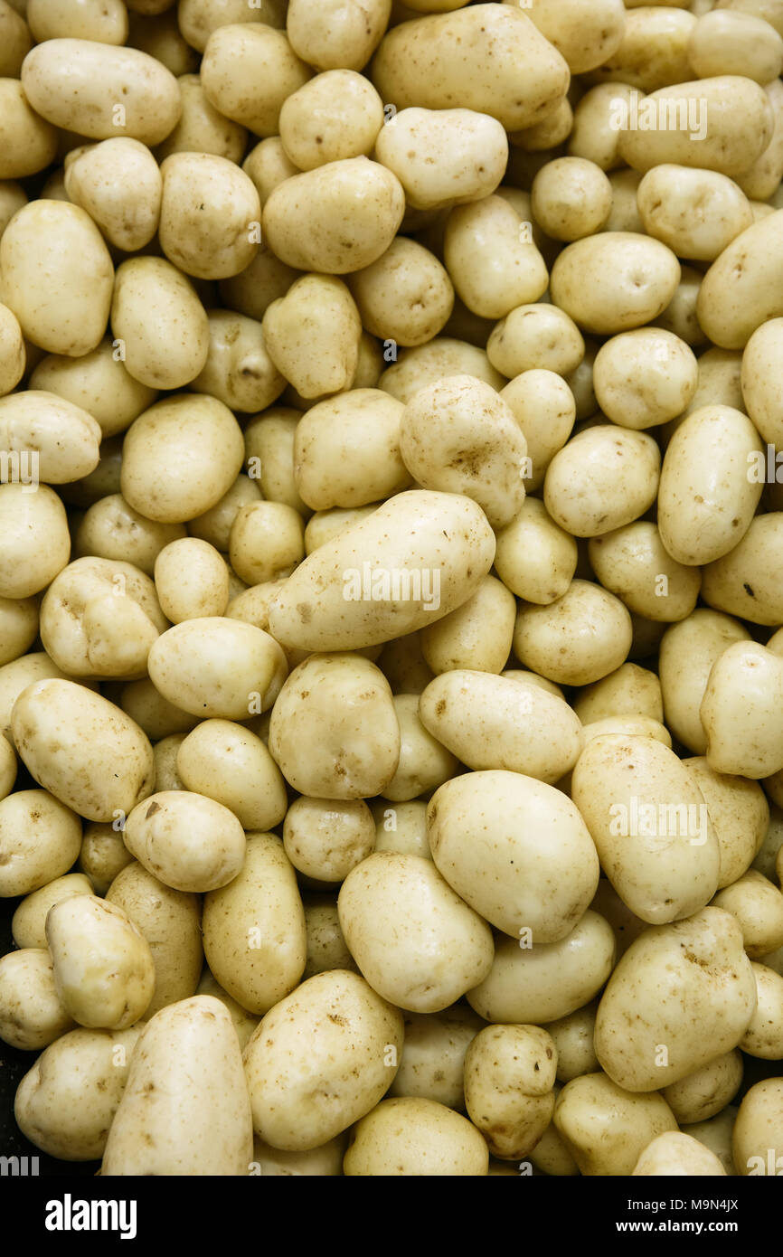 Pile of fresh, raw potatoes. Food production industry concept and ...