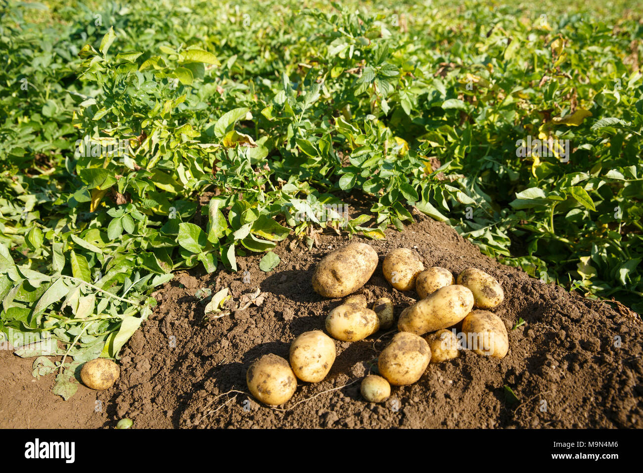 Pile of freshly dug potatoes on a field. Agriculture, industry, food ...