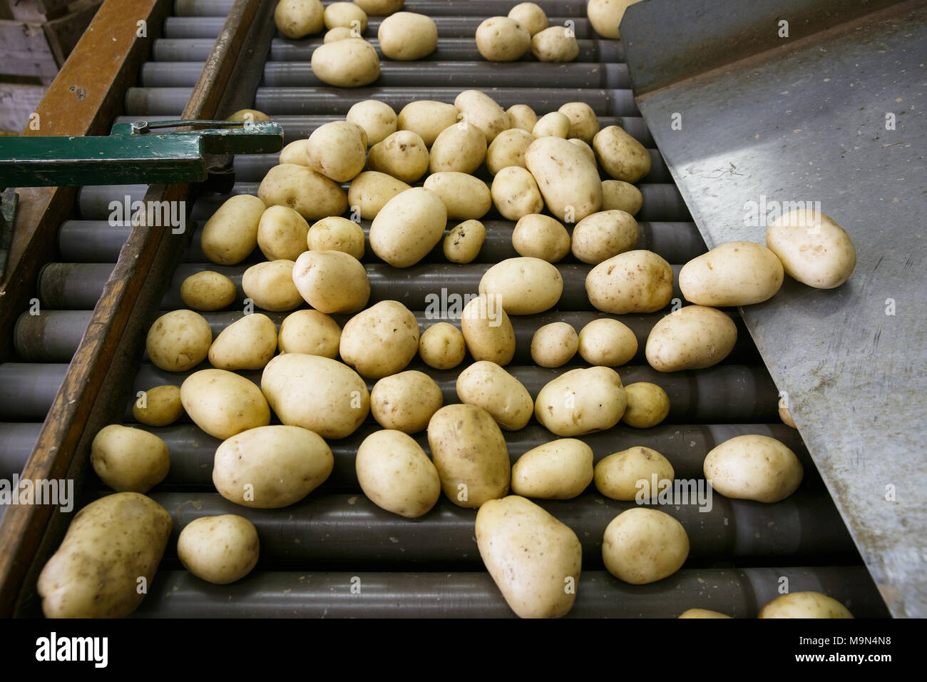 Potatoes on conveyor belt hi-res stock photography and images - Alamy