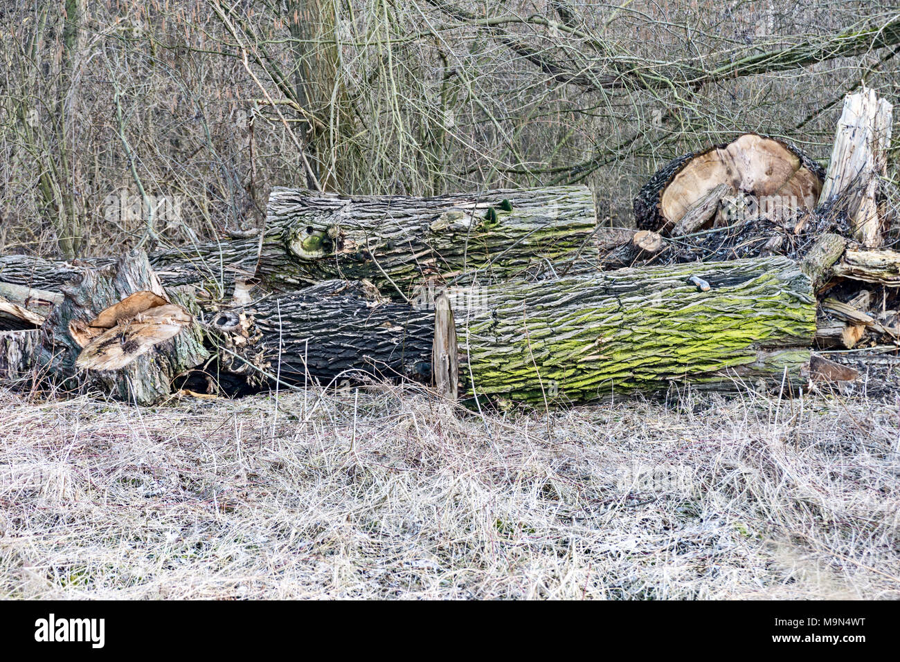 Old tree that was felled Stock Photo - Alamy